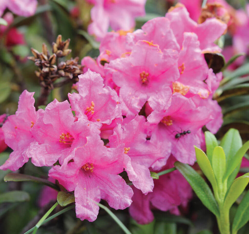 Julva® Trial Pack – Shop – Dr Anna Cabeca