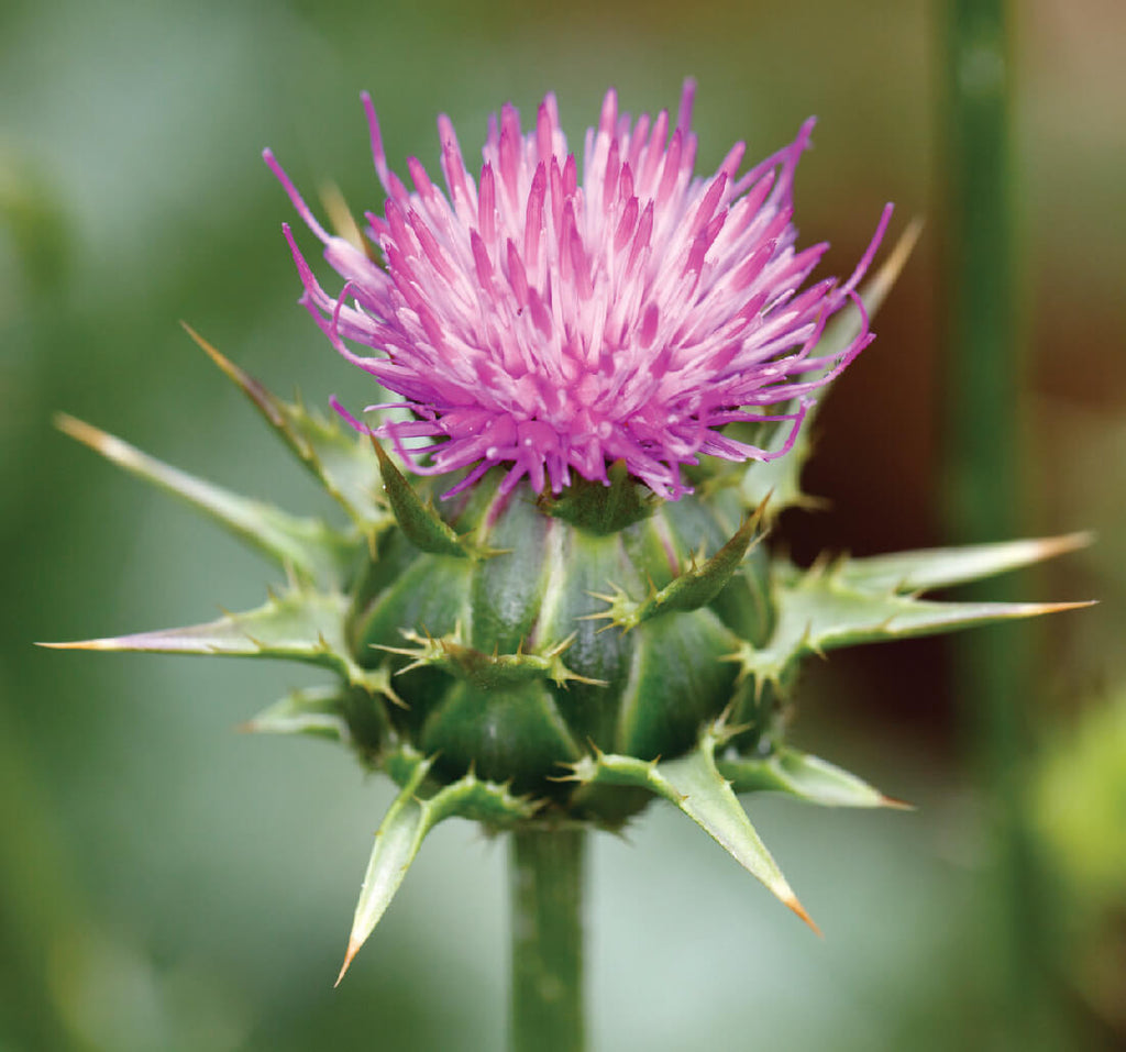 Mighty Maca® Menopause Capsules | Dr Anna Cabeca
